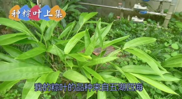 粽叶根有什么功效_粽叶根怎么使用-第1张图片-山城妙识 粽叶根有什么功效_粽叶根怎么使用-第1张图片-山城妙识