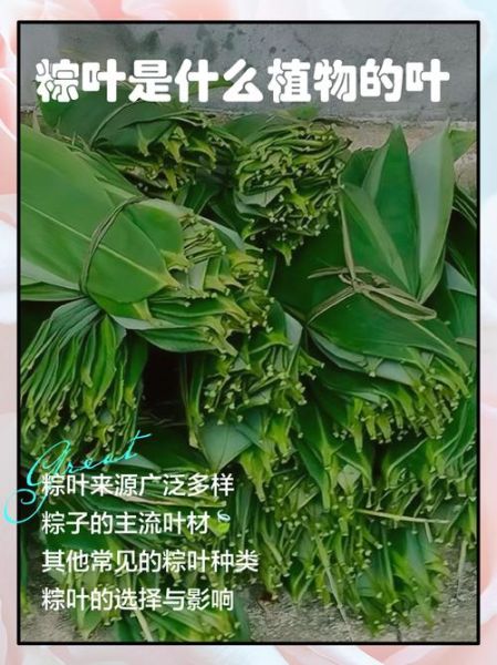 粽叶根有什么功效_粽叶根怎么使用-第2张图片-山城妙识 粽叶根有什么功效_粽叶根怎么使用-第2张图片-山城妙识
