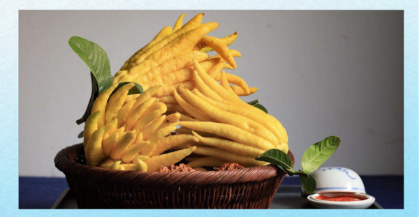 佛手和佛手瓜的区别_佛手瓜是佛手吗-第3张图片-山城妙识 佛手和佛手瓜的区别_佛手瓜是佛手吗-第3张图片-山城妙识