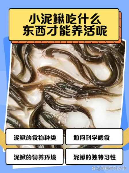 泥鳅在家怎么养活_泥鳅在家养多久能活-第1张图片-山城妙识 泥鳅在家怎么养活_泥鳅在家养多久能活-第1张图片-山城妙识