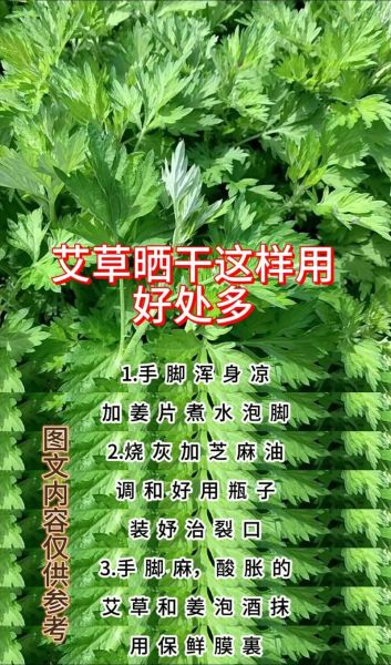 吃艾草的功效与作用_艾草怎么吃效果最好-第2张图片-山城妙识