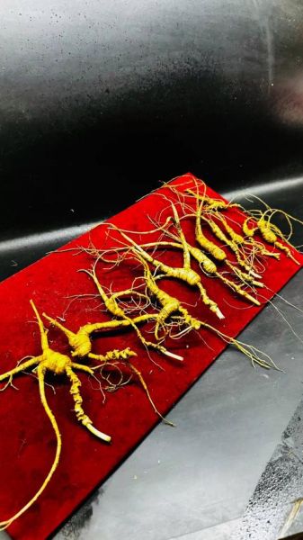 人参禁忌人群有哪些_八种人不能吃人参-第3张图片-山城妙识 人参禁忌人群有哪些_八种人不能吃人参-第3张图片-山城妙识