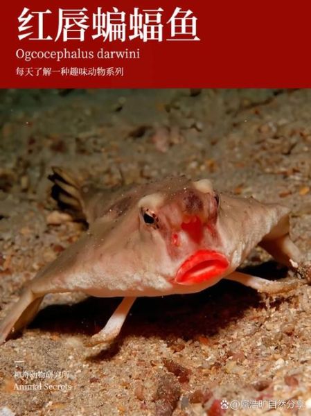 蝙蝠鱼长什么样子_蝙蝠鱼有毒吗-第1张图片-山城妙识 蝙蝠鱼长什么样子_蝙蝠鱼有毒吗-第1张图片-山城妙识