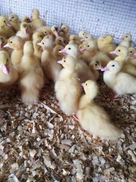 番鸭苗图片怎么挑选_番鸭苗价格多少钱一只-第1张图片-山城妙识 番鸭苗图片怎么挑选_番鸭苗价格多少钱一只-第1张图片-山城妙识