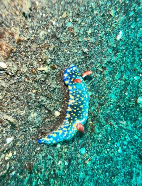 海兔图片大全_海兔是兔子还是海洋生物-第2张图片-山城妙识 海兔图片大全_海兔是兔子还是海洋生物-第2张图片-山城妙识