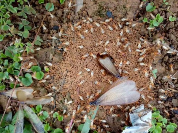 狼肉能吃吗_狼肉食用安全吗-第1张图片-山城妙识 狼肉能吃吗_狼肉食用安全吗-第1张图片-山城妙识