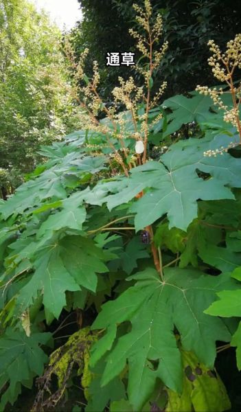 通草图片大全_通草长什么样-第2张图片-山城妙识 通草图片大全_通草长什么样-第2张图片-山城妙识