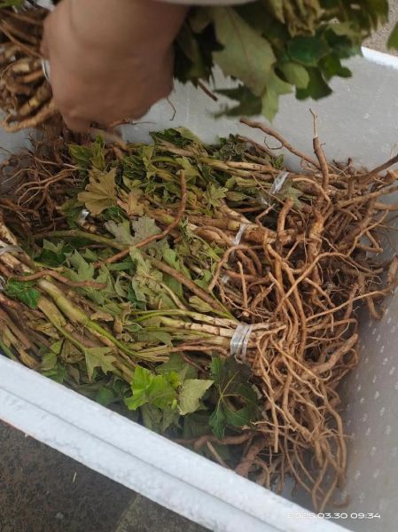 通草图片大全_通草长什么样-第3张图片-山城妙识 通草图片大全_通草长什么样-第3张图片-山城妙识