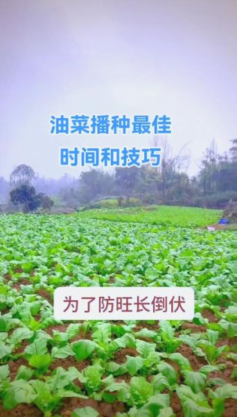 小油菜什么时候播种_小油菜种植技术与管理-第2张图片-山城妙识 小油菜什么时候播种_小油菜种植技术与管理-第2张图片-山城妙识