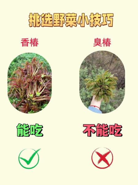 农村常见野菜有哪些_如何辨别可食用野菜-第1张图片-山城妙识 农村常见野菜有哪些_如何辨别可食用野菜-第1张图片-山城妙识