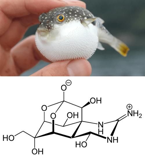 河豚毒素1克多少钱_河豚毒素价格查询-第2张图片-山城妙识