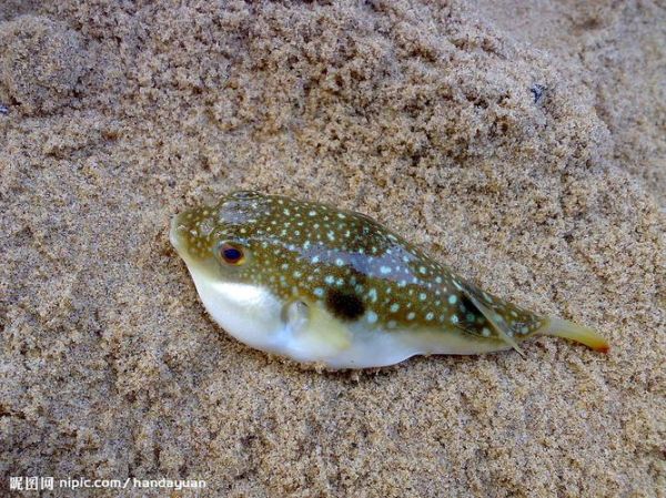 河豚毒素1克多少钱_河豚毒素价格查询-第3张图片-山城妙识