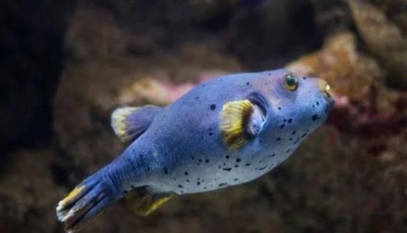 河豚毒素1克多少钱_河豚毒素价格查询-第1张图片-山城妙识