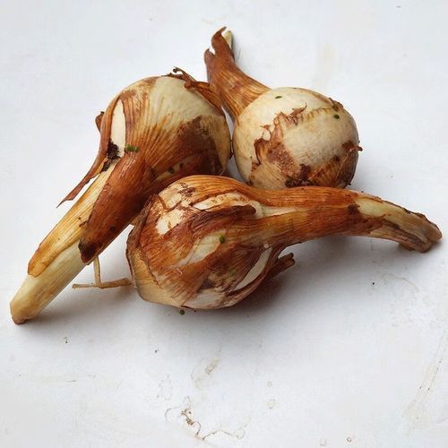 茨菰拼音怎么读_茨菰和荸荠区别在哪-第2张图片-山城妙识 茨菰拼音怎么读_茨菰和荸荠区别在哪-第2张图片-山城妙识