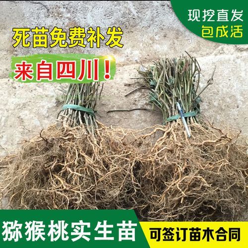 野生猕猴桃树怎么种_野生猕猴桃树几年结果-第3张图片-山城妙识