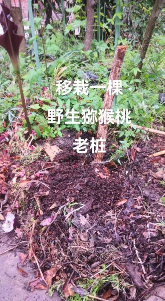 野生猕猴桃树怎么种_野生猕猴桃树几年结果-第1张图片-山城妙识