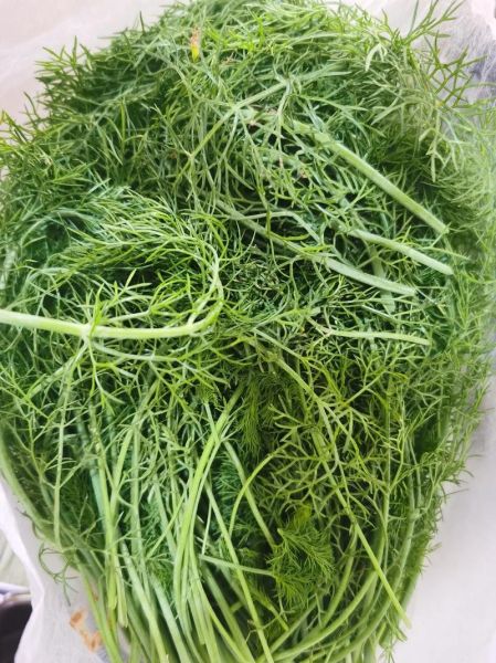 回香菜图片_回香菜长什么样-第3张图片-山城妙识 回香菜图片_回香菜长什么样-第3张图片-山城妙识