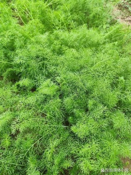 回香菜图片_回香菜长什么样-第2张图片-山城妙识 回香菜图片_回香菜长什么样-第2张图片-山城妙识