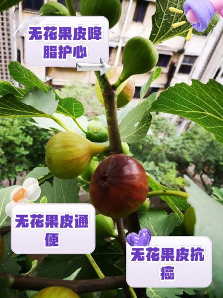 无花果可以带皮吃吗_无花果皮能吃吗-第1张图片-山城妙识