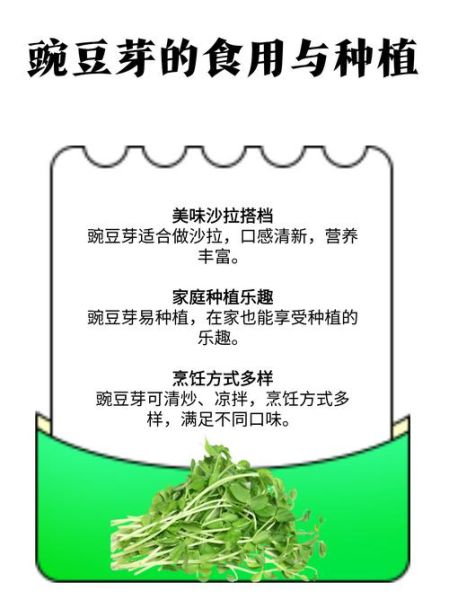 豌豆芽怎么下载_豌豆芽下载安全吗-第3张图片-山城妙识