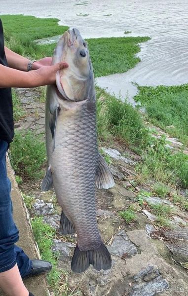 青鱼图片_青鱼长什么样-第1张图片-山城妙识 青鱼图片_青鱼长什么样-第1张图片-山城妙识