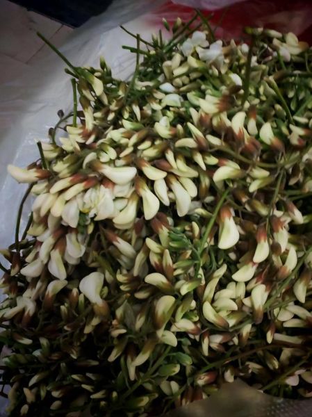 香花槐树的花能吃吗_香花槐花怎么吃-第1张图片-山城妙识