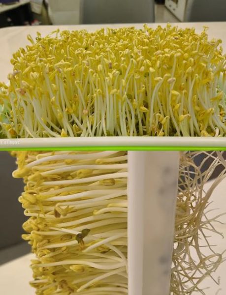 自制绿豆芽怎么发最快_自制绿豆芽要避光吗-第1张图片-山城妙识 自制绿豆芽怎么发最快_自制绿豆芽要避光吗-第1张图片-山城妙识