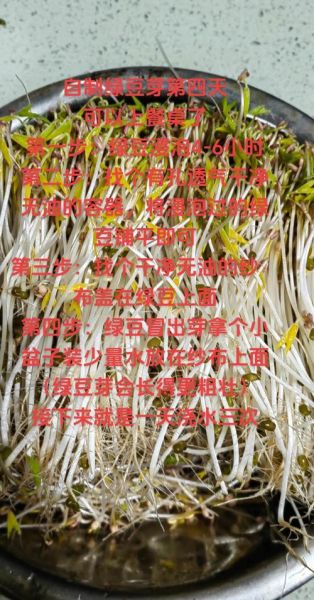 自制绿豆芽怎么发最快_自制绿豆芽要避光吗-第3张图片-山城妙识 自制绿豆芽怎么发最快_自制绿豆芽要避光吗-第3张图片-山城妙识