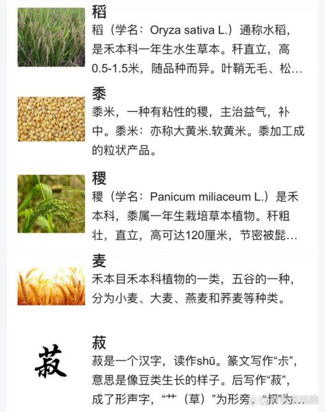 五谷是哪五谷怎么念_五谷读音详解-第3张图片-山城妙识 五谷是哪五谷怎么念_五谷读音详解-第3张图片-山城妙识