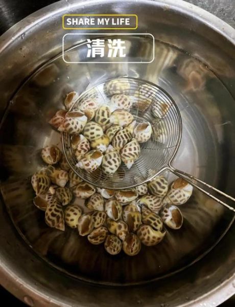 海螺怎么清洗_海螺的正确吃法图解-第1张图片-山城妙识 海螺怎么清洗_海螺的正确吃法图解-第1张图片-山城妙识