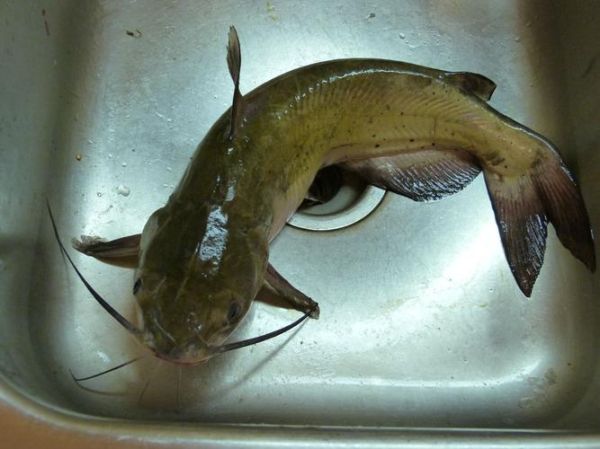 塘鲺和鲶鱼哪个更脏_塘鲺和鲶鱼区别-第3张图片-山城妙识 塘鲺和鲶鱼哪个更脏_塘鲺和鲶鱼区别-第3张图片-山城妙识