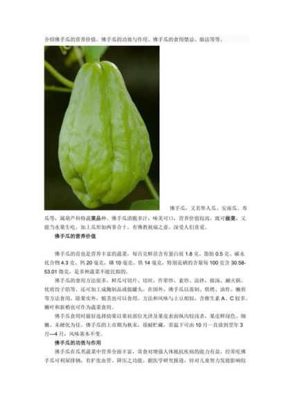 佛手瓜怎么做好吃_佛手瓜的功效与作用-第3张图片-山城妙识 佛手瓜怎么做好吃_佛手瓜的功效与作用-第3张图片-山城妙识