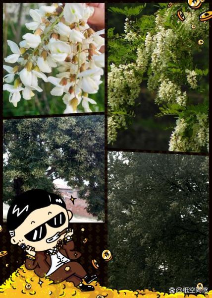 刺槐和国槐的区别_如何一眼分辨-第2张图片-山城妙识 刺槐和国槐的区别_如何一眼分辨-第2张图片-山城妙识