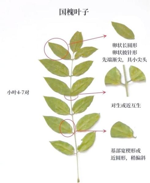 刺槐和国槐的区别_如何一眼分辨-第1张图片-山城妙识 刺槐和国槐的区别_如何一眼分辨-第1张图片-山城妙识