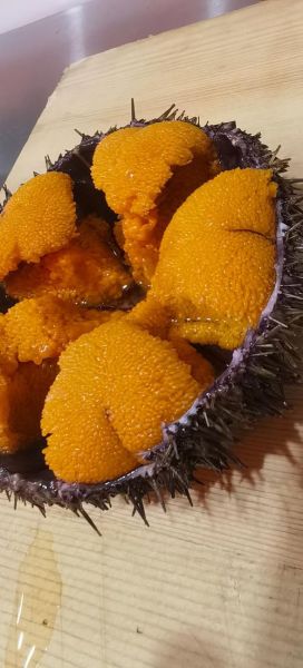 海胆是什么_海胆能吃吗-第3张图片-山城妙识 海胆是什么_海胆能吃吗-第3张图片-山城妙识