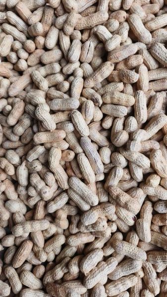 花生图片真实采摘_怎么分辨成熟花生-第3张图片-山城妙识 花生图片真实采摘_怎么分辨成熟花生-第3张图片-山城妙识