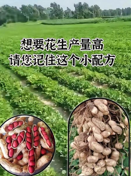 花生图片真实采摘_怎么分辨成熟花生-第1张图片-山城妙识 花生图片真实采摘_怎么分辨成熟花生-第1张图片-山城妙识