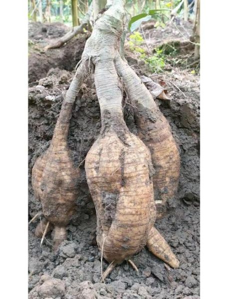 粉葛别名有哪些_粉葛和葛根是不是同一种-第1张图片-山城妙识