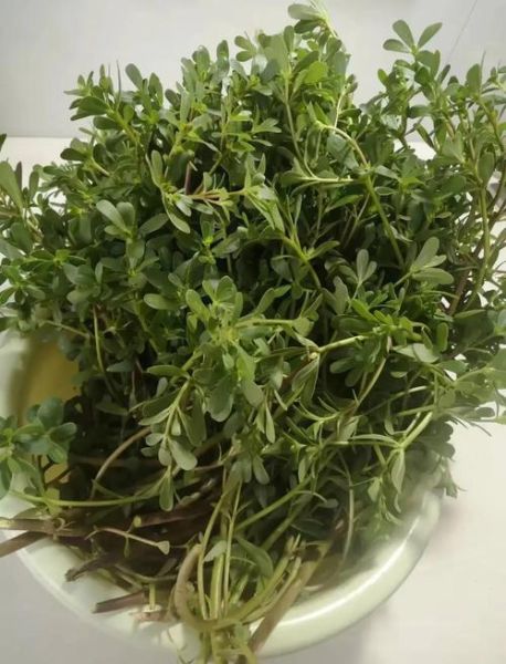 蒸马苋菜怎么做_蒸马苋菜需要焯水吗-第1张图片-山城妙识 蒸马苋菜怎么做_蒸马苋菜需要焯水吗-第1张图片-山城妙识