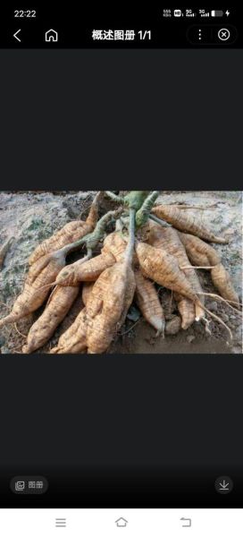 粉葛别名有哪些_粉葛和葛根是不是同一种-第3张图片-山城妙识