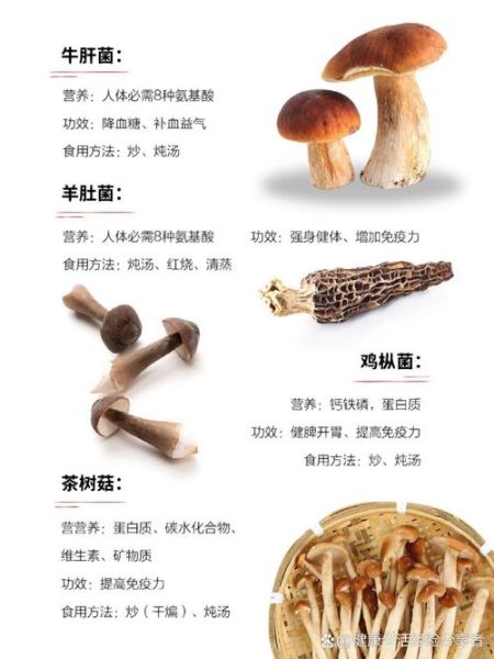 食用蘑菇的种类_哪些蘑菇适合日常烹饪-第1张图片-山城妙识 食用蘑菇的种类_哪些蘑菇适合日常烹饪-第1张图片-山城妙识