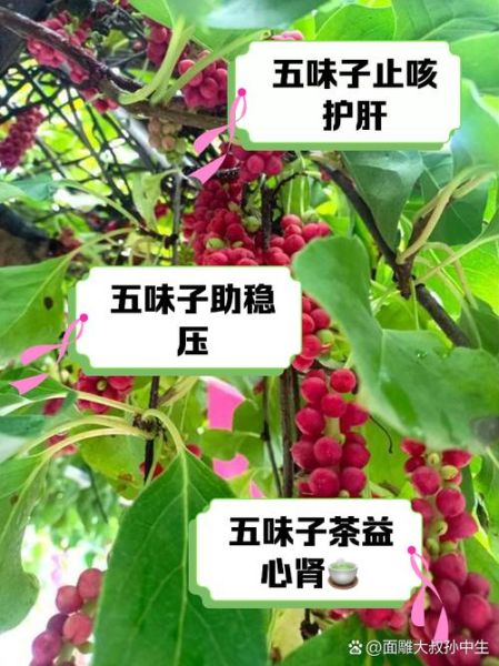 五味子泡水喝的功效与作用_五味子能长期吃吗-第2张图片-山城妙识 五味子泡水喝的功效与作用_五味子能长期吃吗-第2张图片-山城妙识