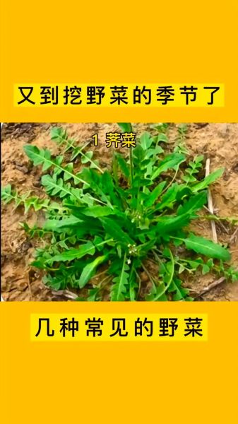 荠菜怎么吃对身体有什么好处_荠菜的功效与禁忌-第3张图片-山城妙识 荠菜怎么吃对身体有什么好处_荠菜的功效与禁忌-第3张图片-山城妙识