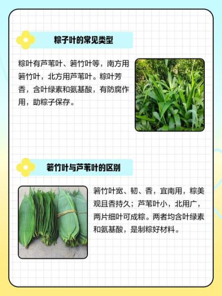粽子叶子是什么叶子_粽子叶子怎么处理不裂-第3张图片-山城妙识 粽子叶子是什么叶子_粽子叶子怎么处理不裂-第3张图片-山城妙识