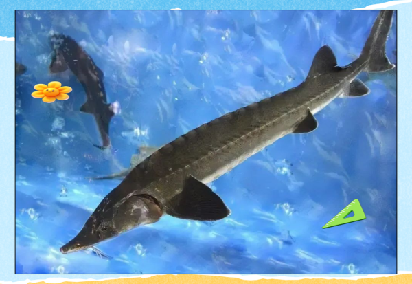 中华鲟鱼图片_中华鲟鱼长什么样-第1张图片-山城妙识 中华鲟鱼图片_中华鲟鱼长什么样-第1张图片-山城妙识