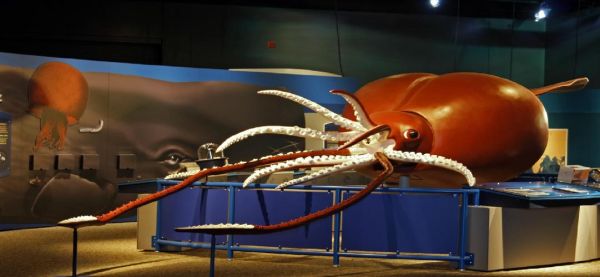 巨枪乌贼有多大_巨枪乌贼长什么样子-第2张图片-山城妙识 巨枪乌贼有多大_巨枪乌贼长什么样子-第2张图片-山城妙识