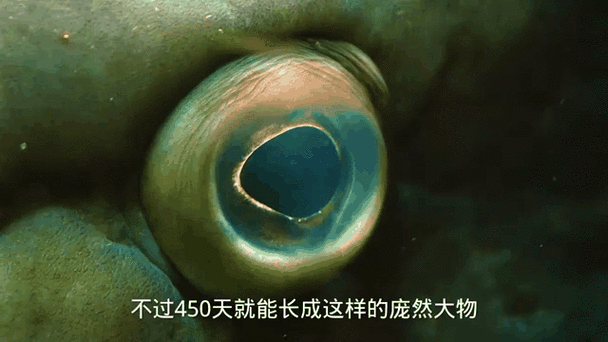 巨枪乌贼有多大_巨枪乌贼长什么样子-第1张图片-山城妙识 巨枪乌贼有多大_巨枪乌贼长什么样子-第1张图片-山城妙识