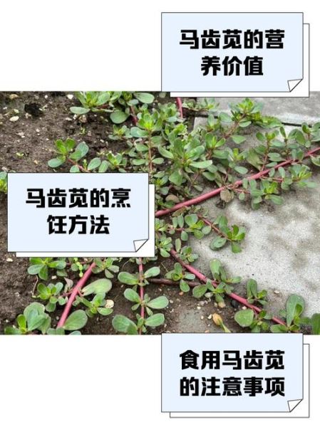 真假马齿苋图片比较图_如何一眼识别-第2张图片-山城妙识 真假马齿苋图片比较图_如何一眼识别-第2张图片-山城妙识