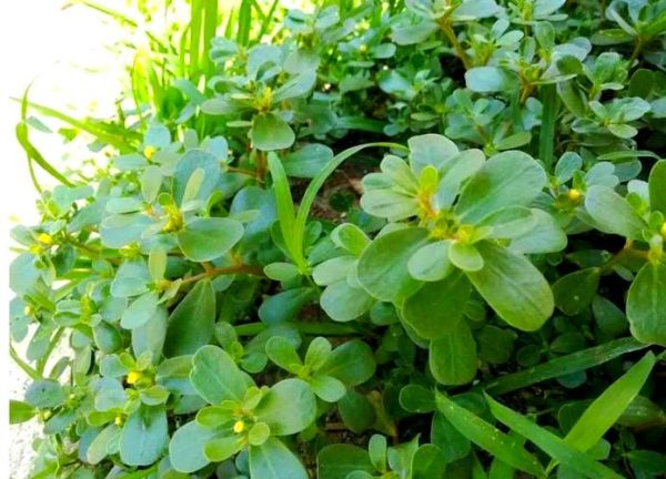 真假马齿苋图片比较图_如何一眼识别-第3张图片-山城妙识 真假马齿苋图片比较图_如何一眼识别-第3张图片-山城妙识