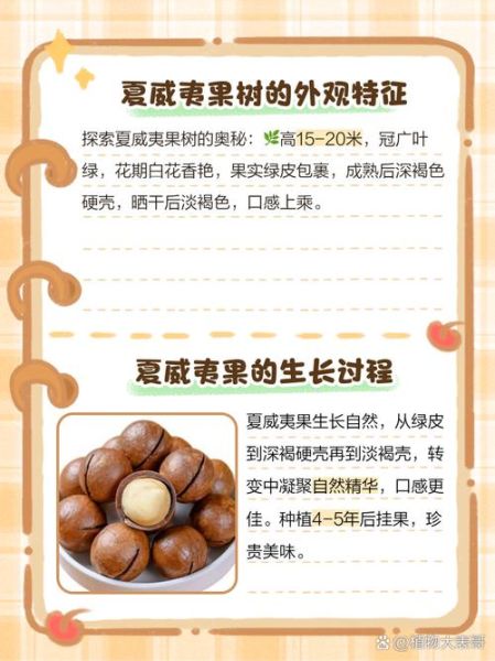 夏威夷果树长什么样_如何识别真假夏威夷果树-第1张图片-山城妙识